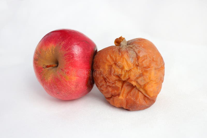 Two Rotten Apple Isolated on a White Background. Concept Stock Image ... Two Rotten Apple Isolated on a White Background. Concept Stock Image ...