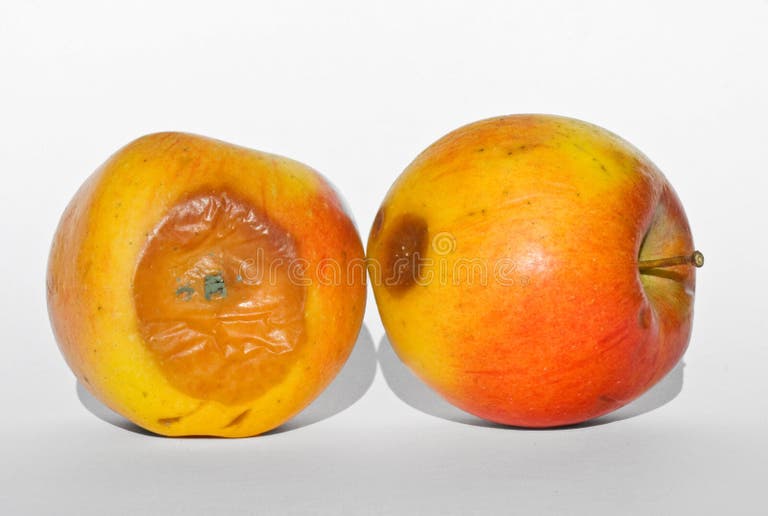 Two rotten apples stock image. Image of smell, mold, fungus - 15027933