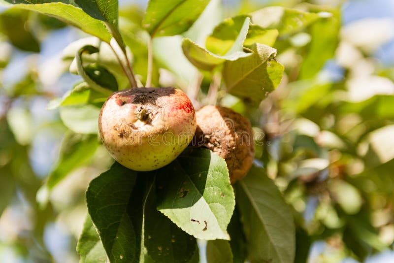 Two rotten apples stock image. Image of autumn, orchard - 207773837