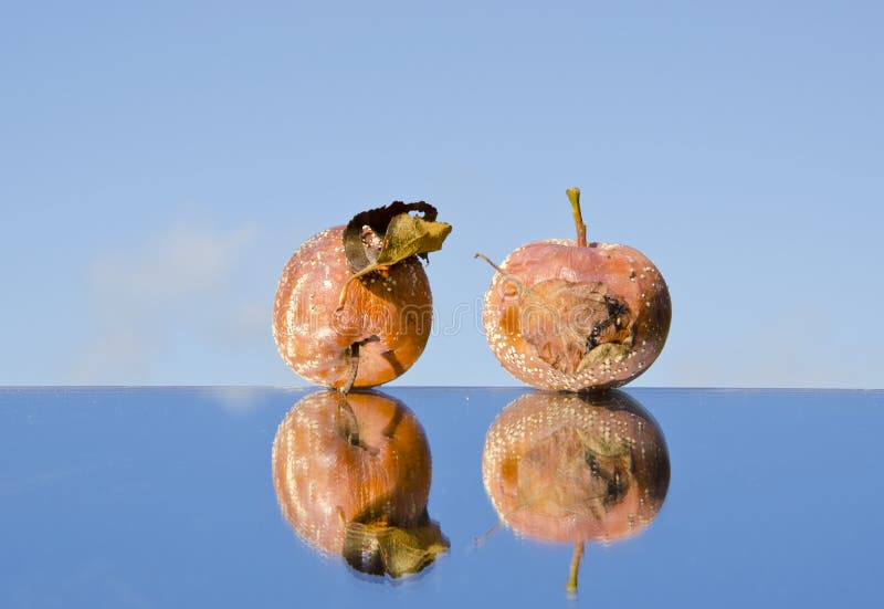 Apples on Mirror in Glass Bells Stock Image - Image of bell, apple ...