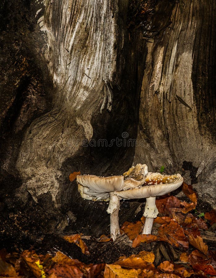 Two Rotten Fly Agarics in the Forest Stock Photo - Image of agarics ...