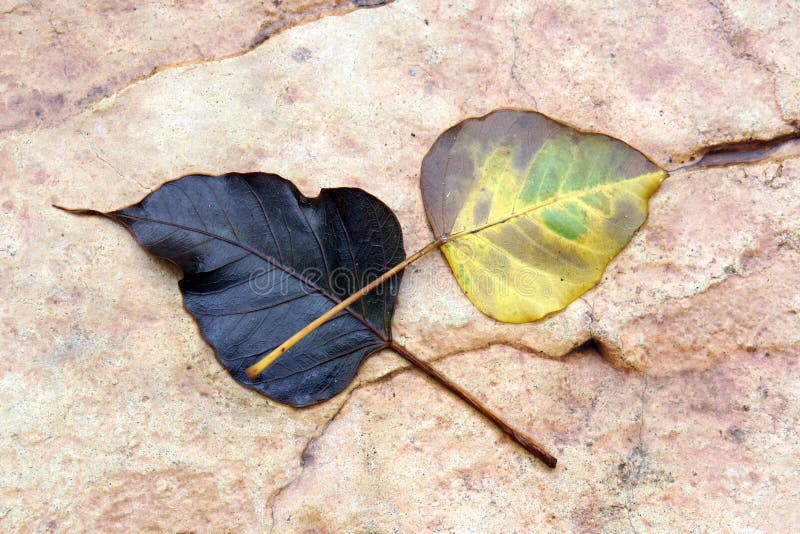 Two Rotten Leaf Fall on Granite Stone Ground Texture Background Stock ...