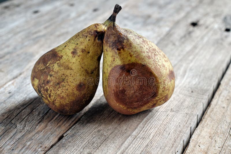 Two Rotten Pears, in Poor Condition for Consumption Stock Image - Image ...