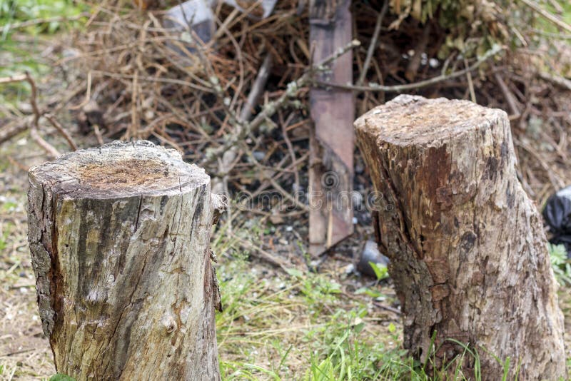 .two Rotten Stumps Piles of Branches Stock Photo - Image of exhibits ...