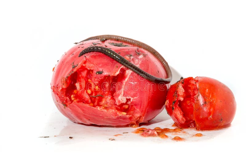 Two Rotten Tomatoes with a Large Worm Stock Image - Image of eating ...
