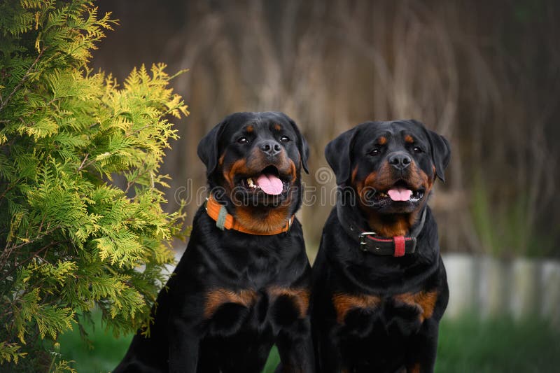 Two Rottweiler Dogs in Collars Posing Outdoors Together Stock Image ...