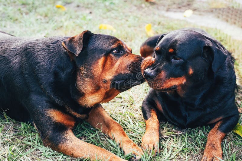 Two Rottweiler Dogs are Kissing on the Grass Stock Photo - Image of ...