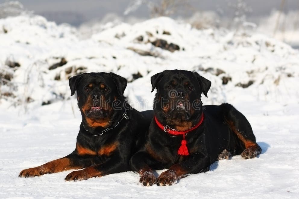 Two Rottweilers stock photo. Image of brown, rottweiler - 12223962