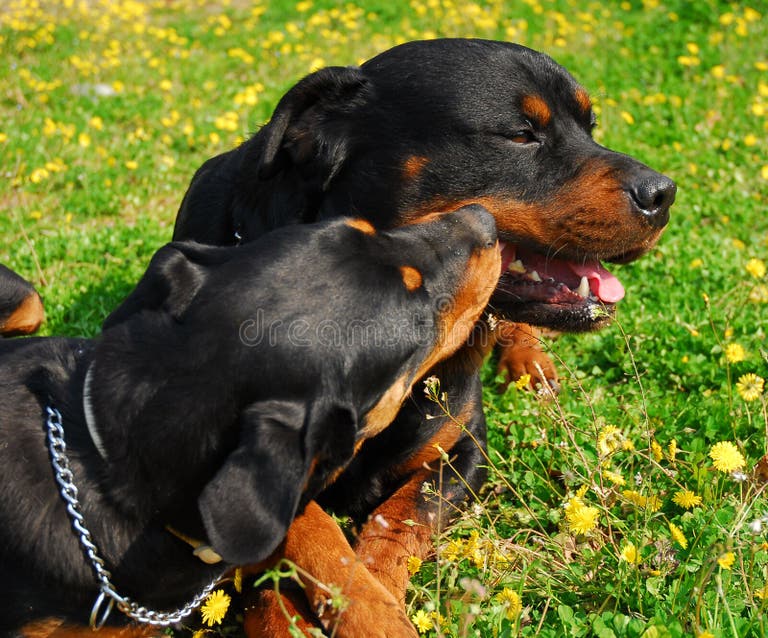 Two rottweilers stock photo. Image of dangerous, worker - 2126798