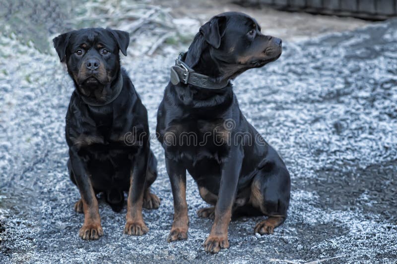 Two Rottweilers stock image. Image of ball, determination - 22271085