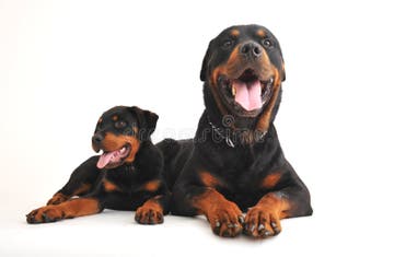 Two rottweilers stock image. Image of baby, white, pedigree - 9833229