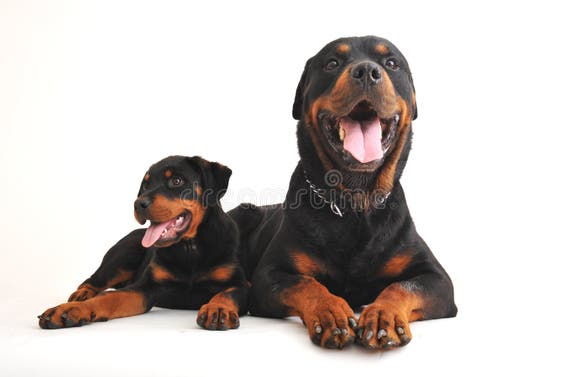 Two rottweilers stock image. Image of baby, white, pedigree - 9833229