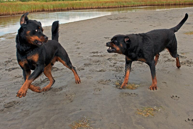 How To Play With Rottweiler