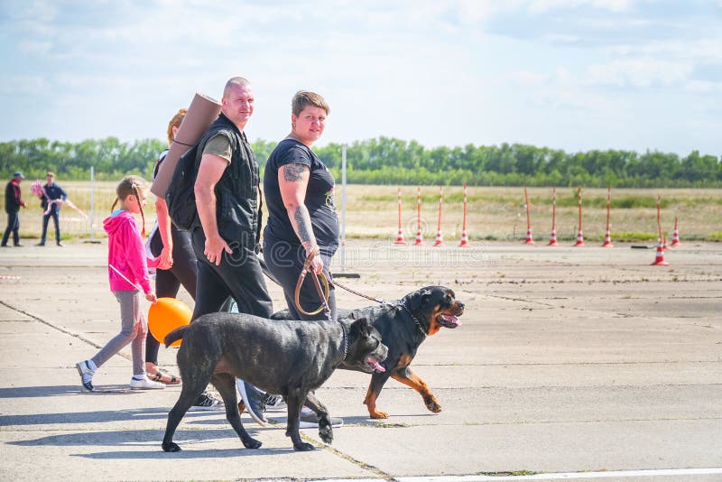 Two Rottweilers on a Walk with Their Owners Editorial Photo - Image of ...
