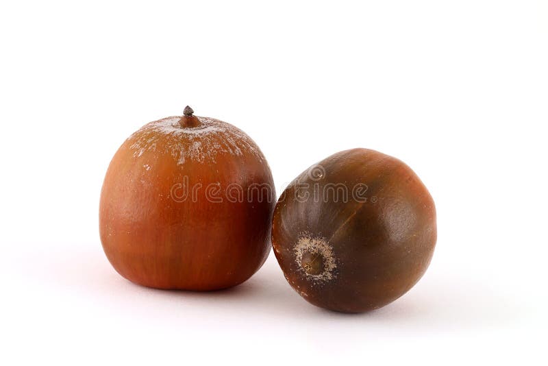 Two acorns stock photo. Image of seed, isolated, closeup - 101233224