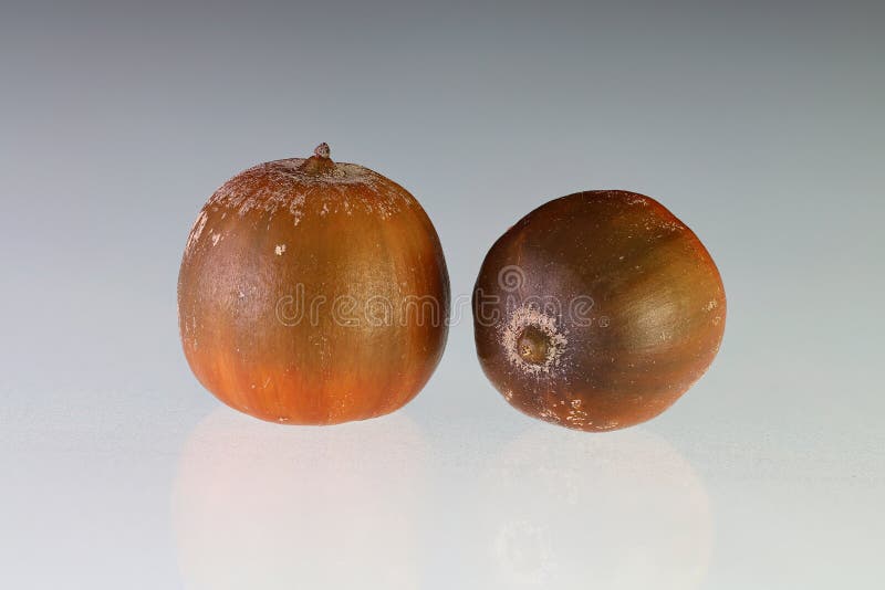 Two acorns stock photo. Image of closeup, bronze, backgroundnn - 101236768