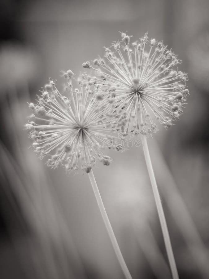 Two Round Spiky Flowers Seed Heads. Bw Photo Stock Image - Image of ...