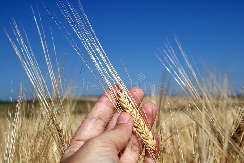 Two-row Barley in a Human Hand Stock Image - Image of golden, food ...