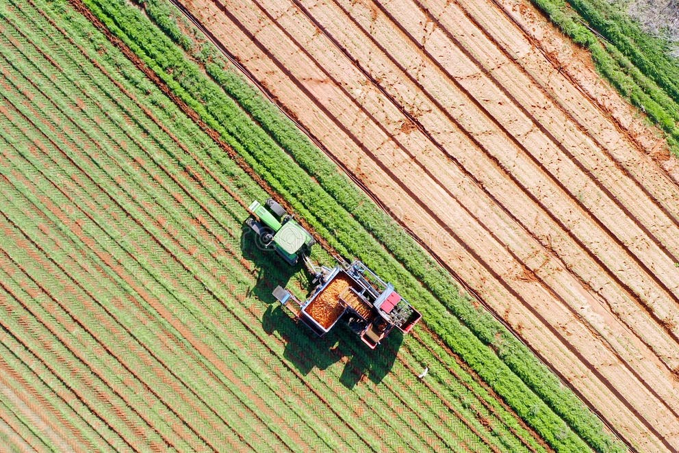 Two Row Carrot Picker Processing Rows of Ripe Carrots. Stock Image ...