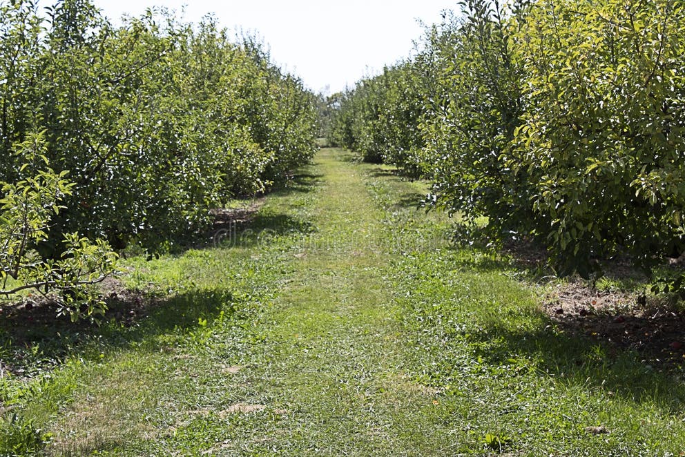 Two Rows of Apple Trees at Apple Orchard Stock Image - Image of picking ...