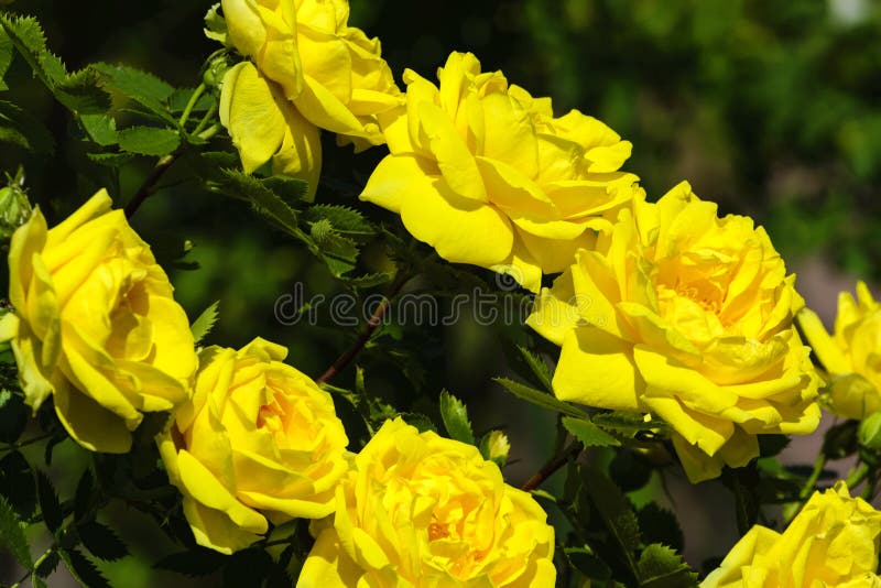 Two Rows of Bright Yellow Roses among the Green Foliage. Stock Photo ...