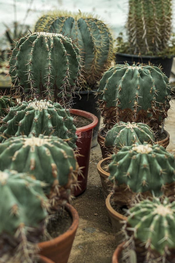 Two Rows of Cacti of Different Sizes in Pots.. a Close Up of a Cactus ...
