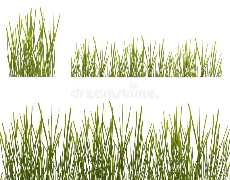 Two Rows of Green Grass on White Stock Image - Image of environmental ...