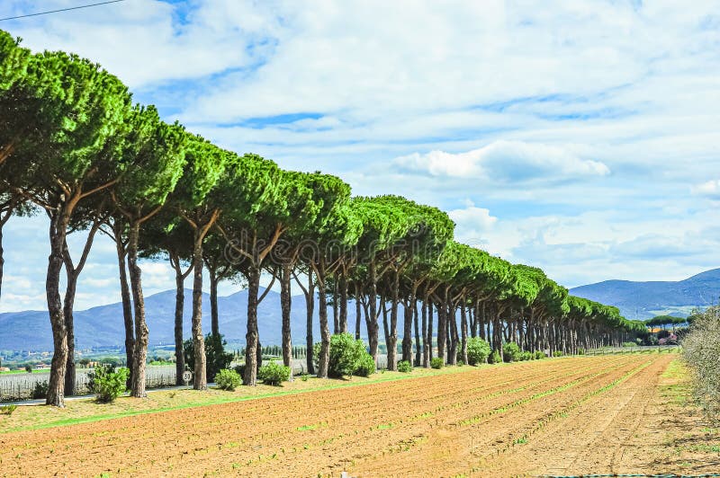 Two Rows of, Italian Stone Pine Trees Stock Image - Image of road, pine ...