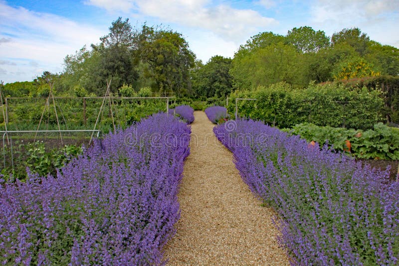 A Pathway between Rows of Lavender Stock Image - Image of lavender ...