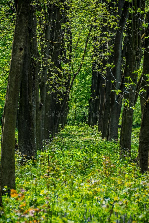 Two rows of mature trees stock photo. Image of dense - 146574482