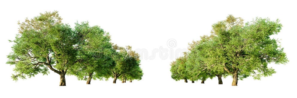 Two Rows of Old Oak Trees Isolated on White Background. 3D Render Stock ...