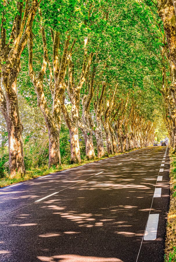 Two Rows of Plane Trees, Forming a Long Tunnel of Branches and Leaves ...