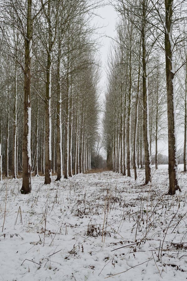 Snow covered poplar trees stock image. Image of country - 107772549