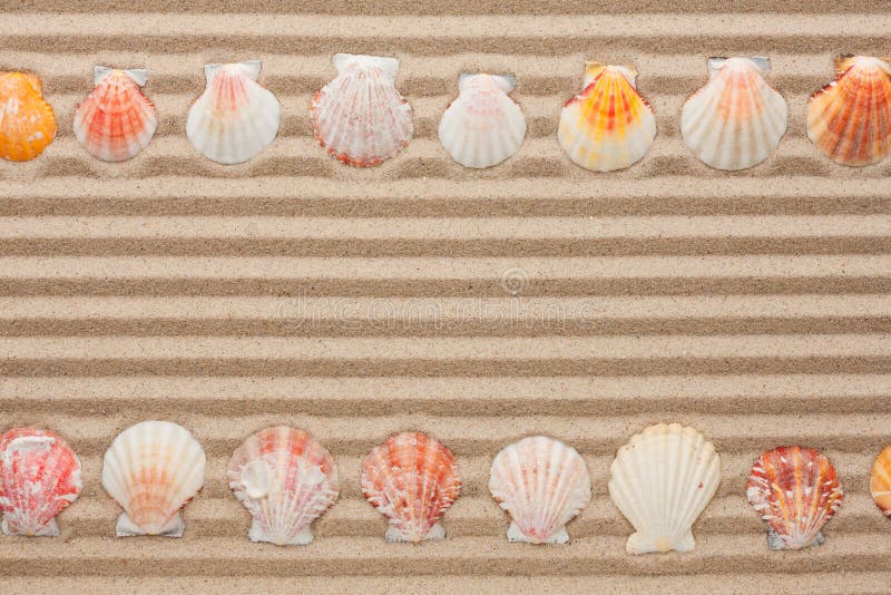 Rows of shells stock photo. Image of speckled, round, pyramid - 2521520