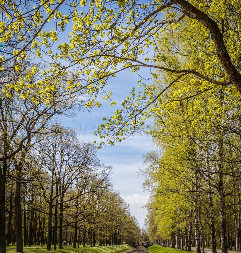Two Rows of Trees Aside a River Stock Image - Image of leading, bridge ...