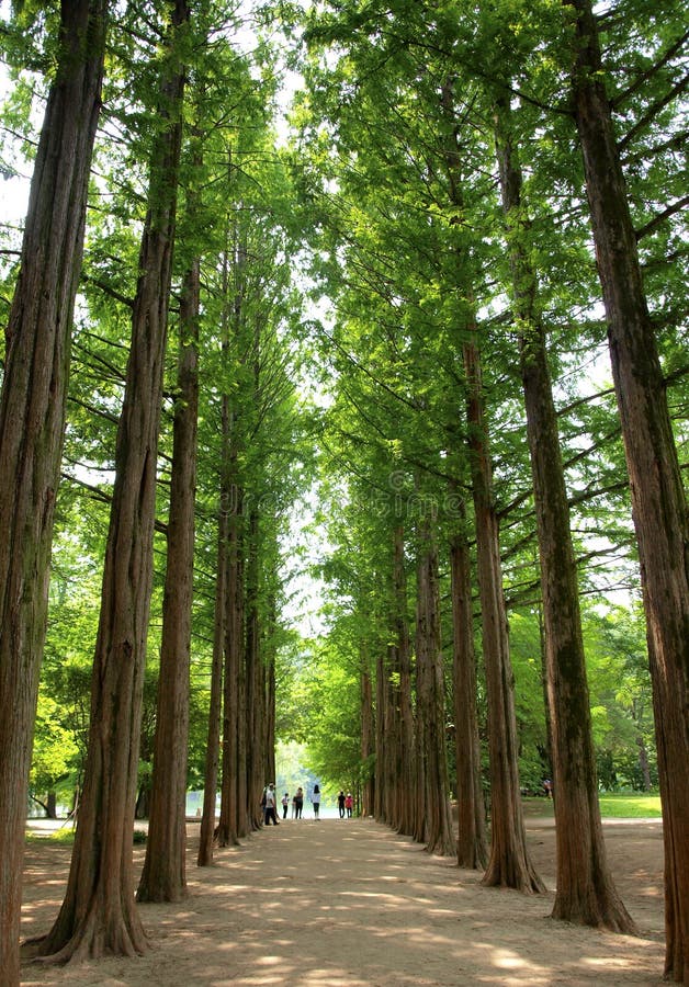 Two Rows of Trees at Nami Island Stock Image - Image of afternoon ...
