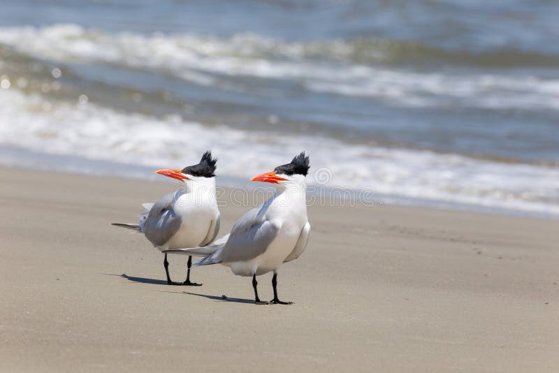 Two Royal Terns on the Beach at Tybee Island Stock Image - Image of ...