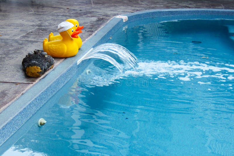 Two Rubber Ducks and a Rubber Crocodile Head at Edge of Swimming Pool ...
