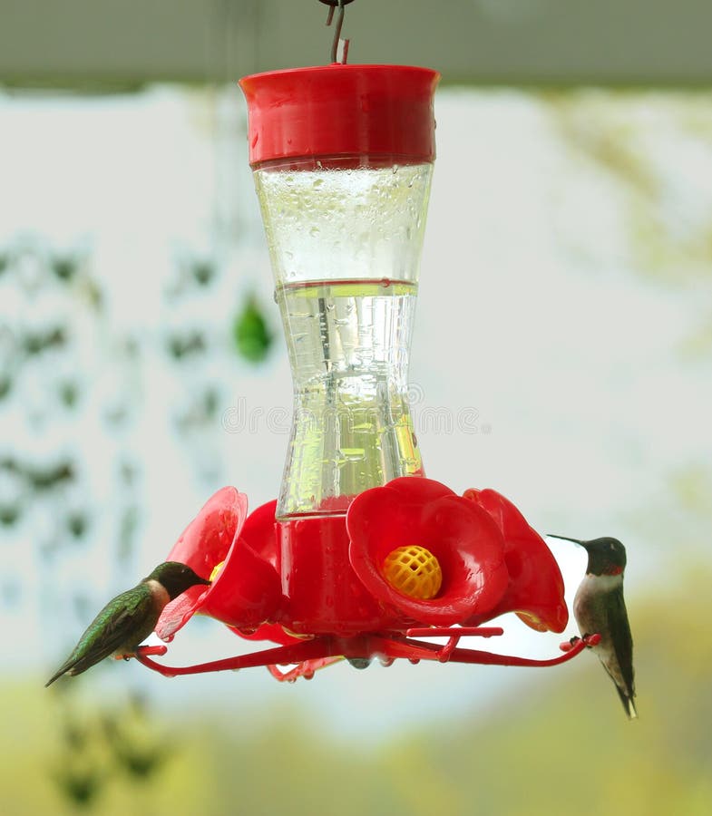 Two Ruby Throated Hummingbird Sitting Ono a Hummingbird Feeder Hanging ...