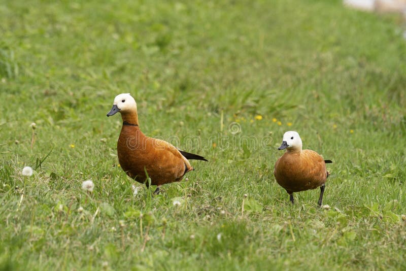 Two Ruddy Shelducks Stand on the Green Grass Stock Image - Image of ...