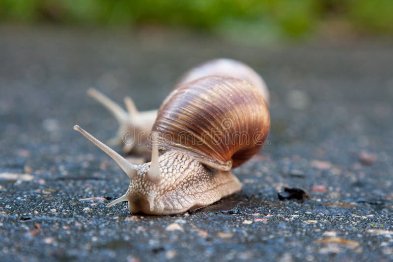 Very fast snail stock image. Image of family, first, competition - 35117735