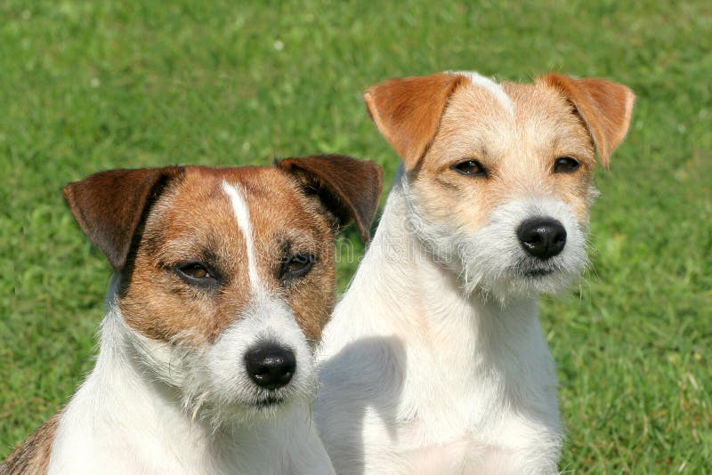 Two Russell Terriers stock image. Image of adorable, full - 28223043