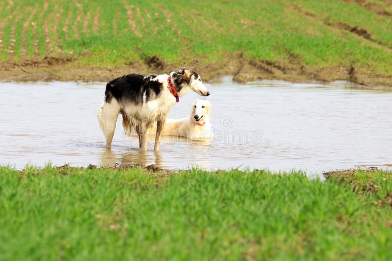 Two Russian Greyhounds, in a Large Puddle on a Field in the Spring ...