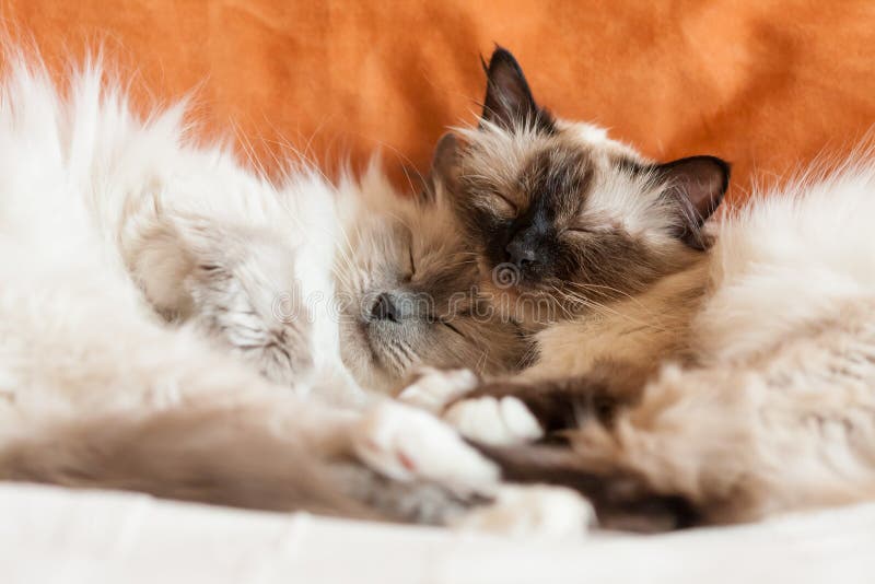 Two Sacred Birman Cats Sleeping Stock Photo - Image of grey, family ...