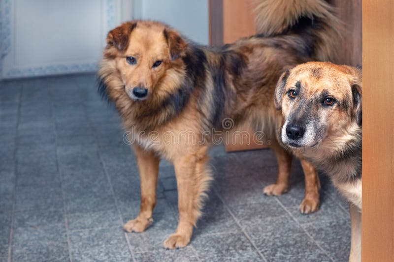 Two Sad Dogs Stand in the Hallway and Look into the Room Stock Image ...
