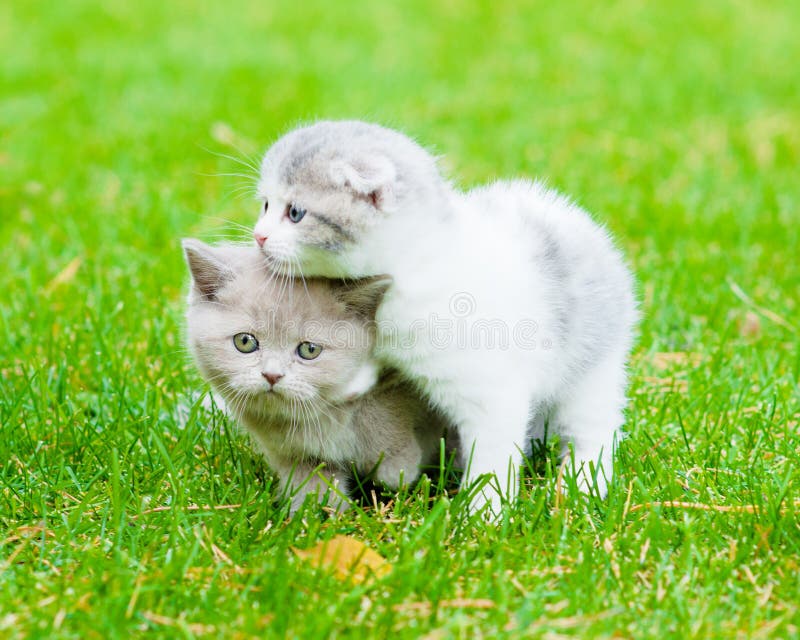 Two Sad Kittens on Green Grass Stock Image - Image of baby, large: 61376663