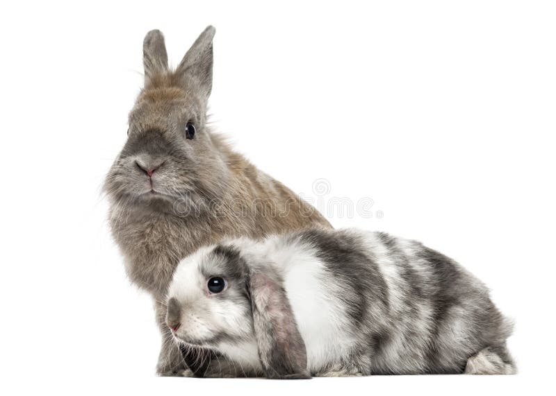 102 Sad Rabbits Stock Photos - Free & Royalty-Free Stock Photos from ...