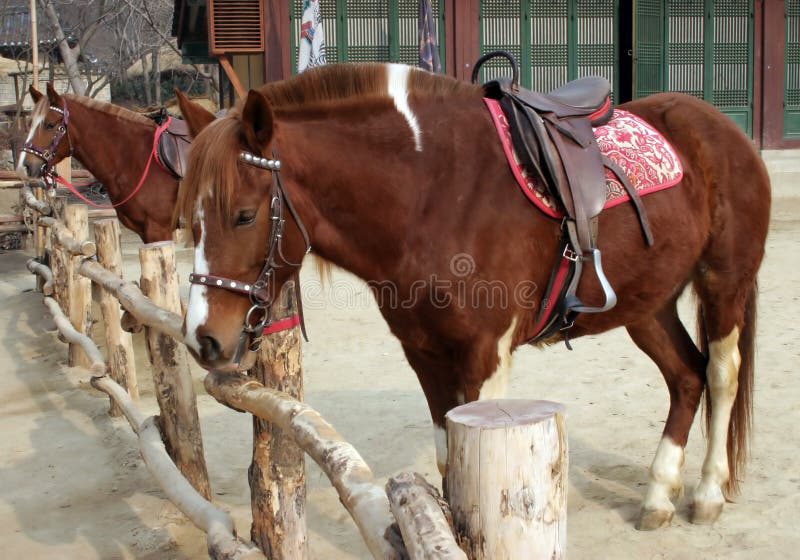 Two saddled horses stock photo. Image of outside, equus - 480910