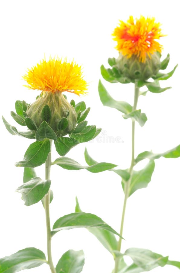 Carthamus Tinctorius (Safflower) Stock Image - Image of stem, orange ...
