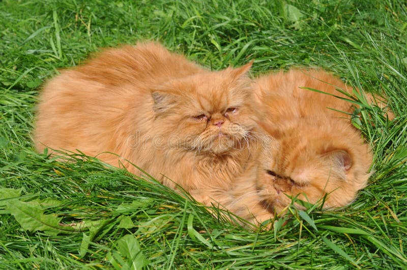 Two of the same red cat stock image. Image of stare, grass - 26235107